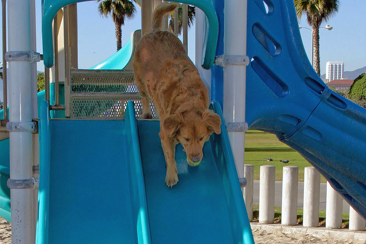 The Double Life of Oscar de la Rascal