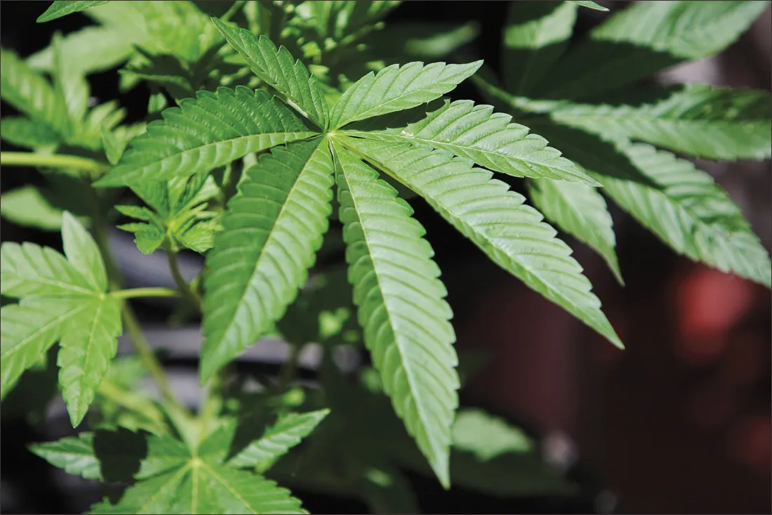 Toxic pesticide use rising at illegal California pot farms